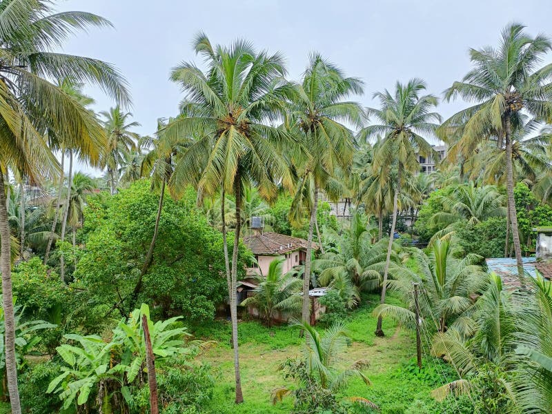 The Beauty of Goa with the Lush Green Trees and Undergrowth, really a ...