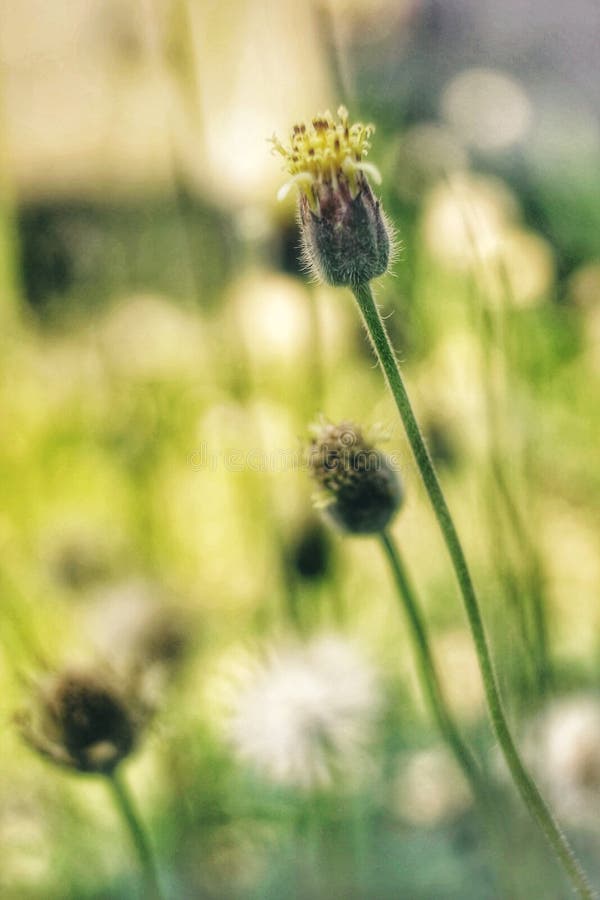 Beauty grass 2 stock photo. Image of grass, meadow, leaf - 249805602