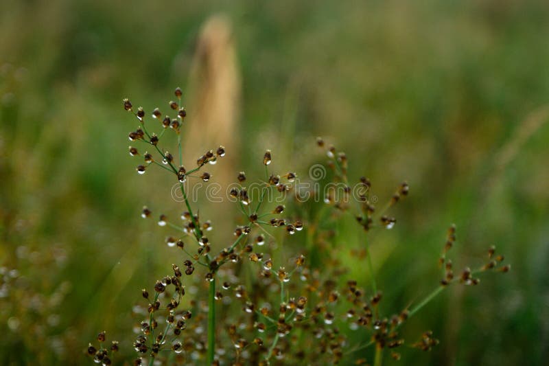 Grass garden stock image. Image of garden, grass, beauty - 136472545