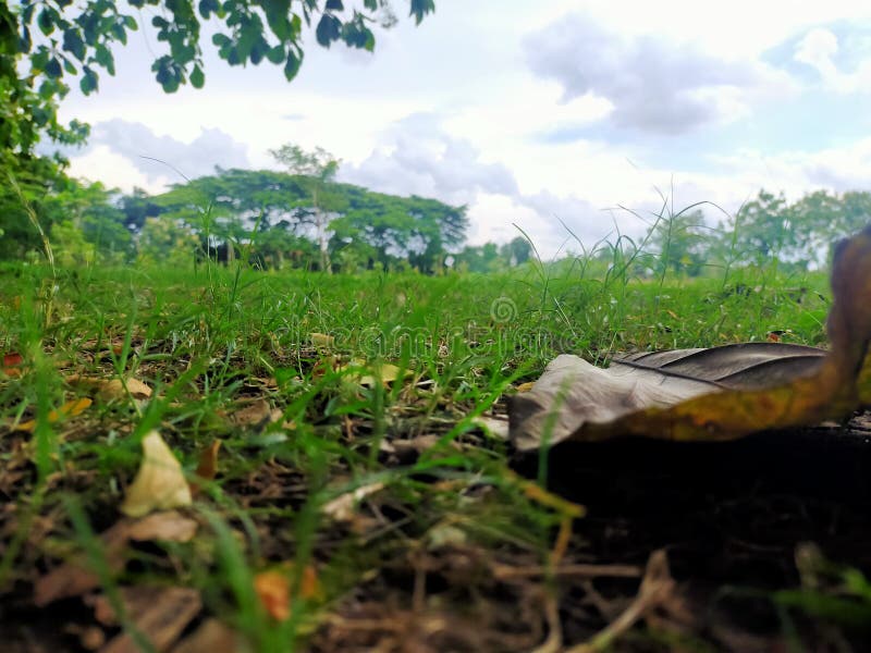 Beauty Grass in the Field with Leaf in the Side Stock Photo - Image of ...