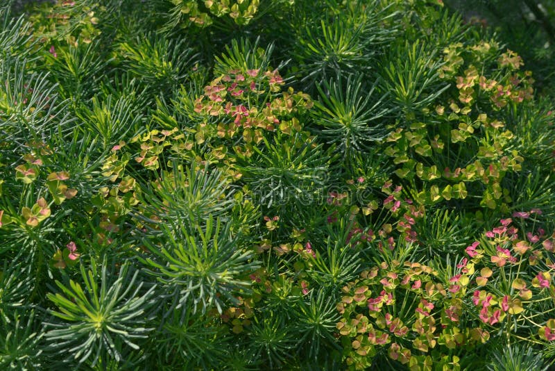 Beauty grass stock image. Image of colors, grass, nature - 59357047