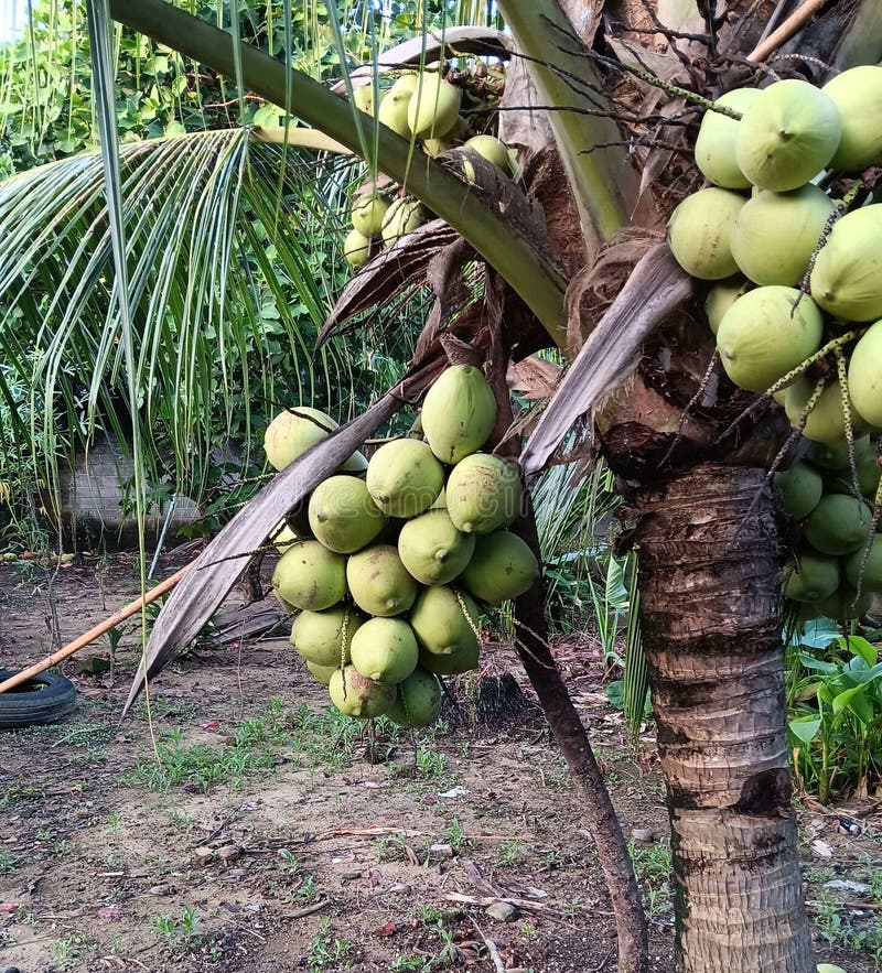 Beauty Green Coconuts on a Tree Stock Image - Image of beauty, coconuts ...