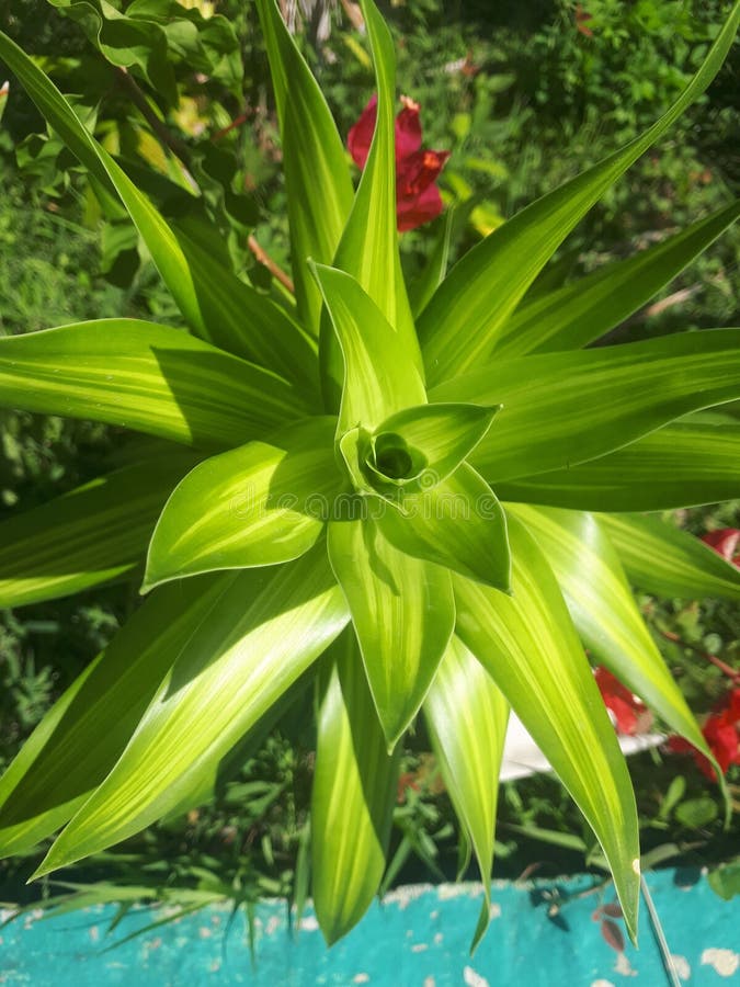 Dracena Compacta Flower Stock Photos - Free & Royalty-Free Stock Photos ...