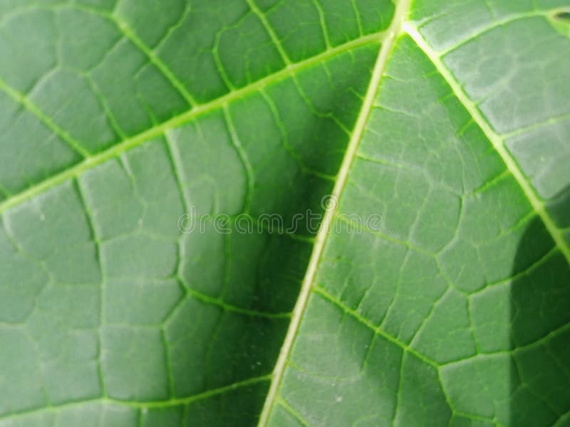 The Beauty of Green Jackfruit Leaves Along with the Light from the Sun ...