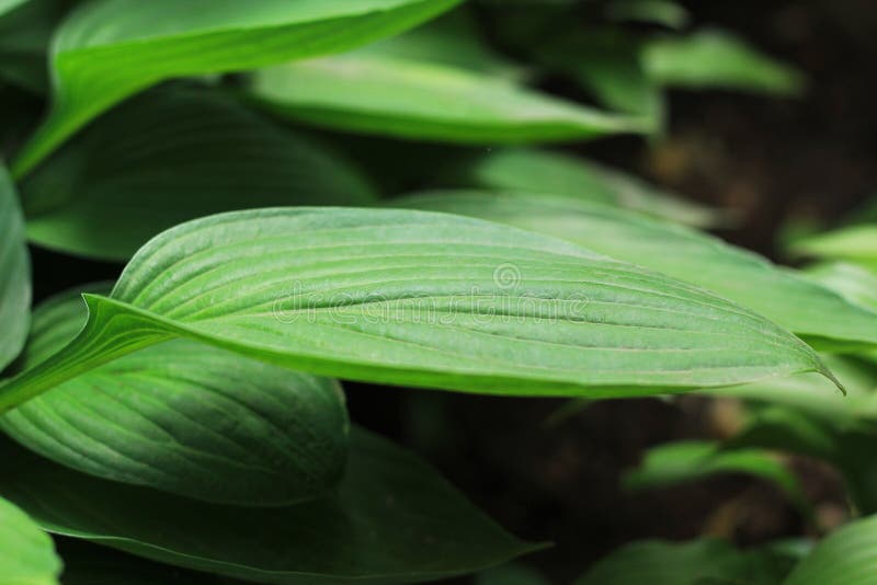 Beauty Green Leaf Texture with Leaf Foreground Stock Image - Image of ...