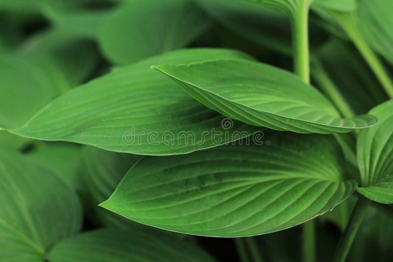 Beauty Green Leaf Texture with Stems and with Leaf Foreground Stock ...