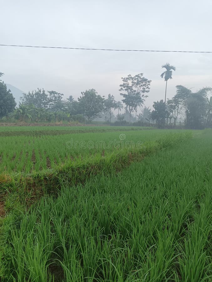 The Beauty of the Green Rice in the Village Stock Photo - Image of rice ...