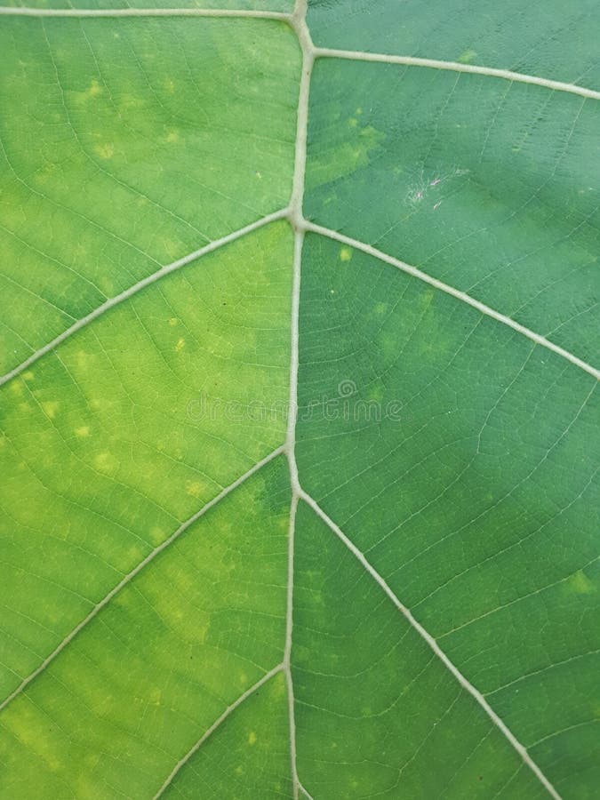 Beauty Green Texture of the Leave Stock Photo - Image of texture ...