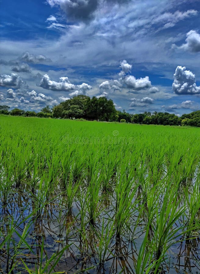 Greenfield, Clouds, Blue Sky, Mountains, Waterpool, Grass, Steppe, Road ...