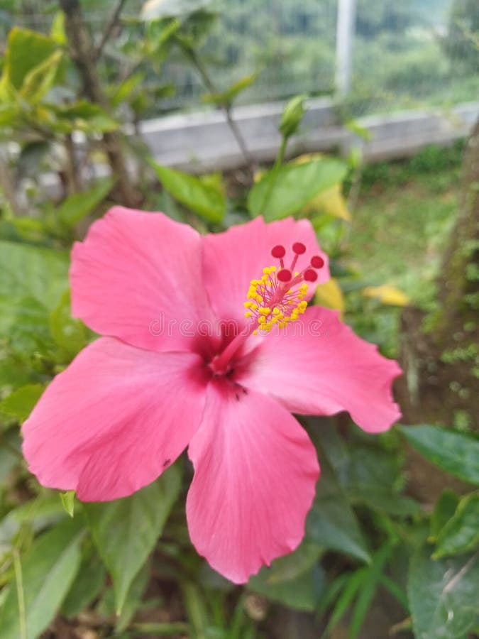Beauty Hibiscus Flower Red Plants Stock Image - Image of plants, flower ...