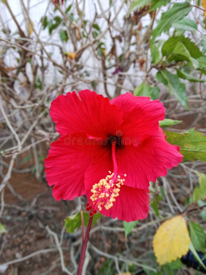 The Beauty of Hibiscus Flowers that Have Not yet Fully Bloomed Stock ...