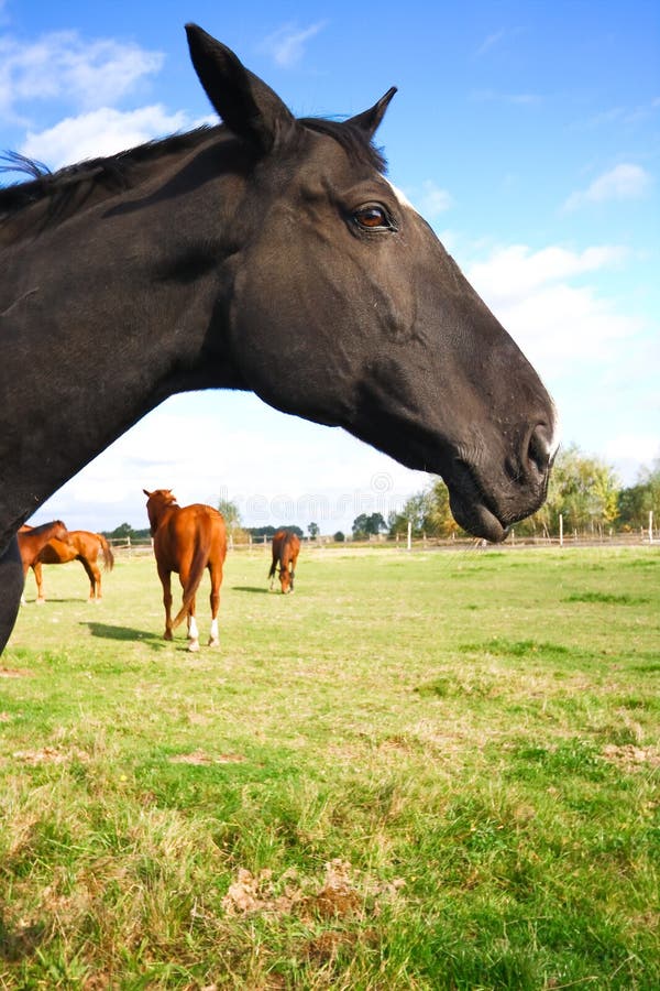 Beauty horse stock photo. Image of mmamals, nature, tarpan - 7246210