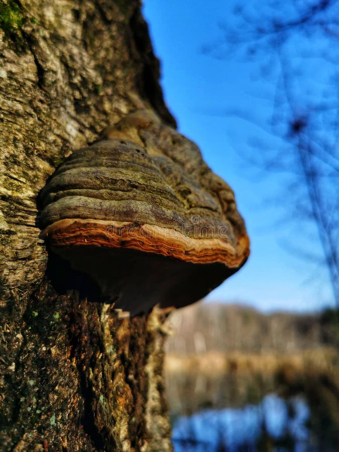Hub on a pine tree stock image. Image of parasite, flower - 215626325