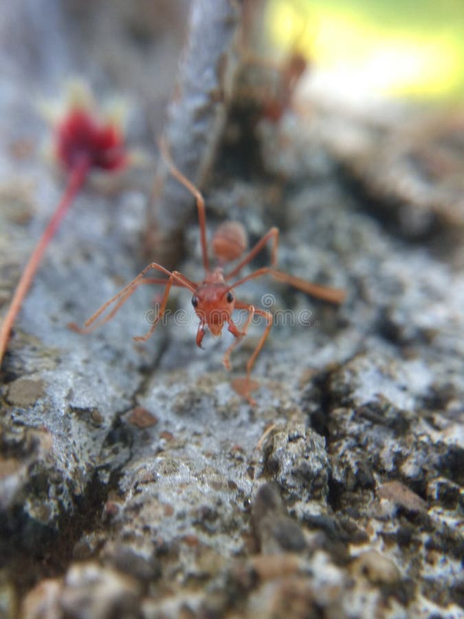 Beauty insect 4 stock photo. Image of beauty, macrophotography - 121334036