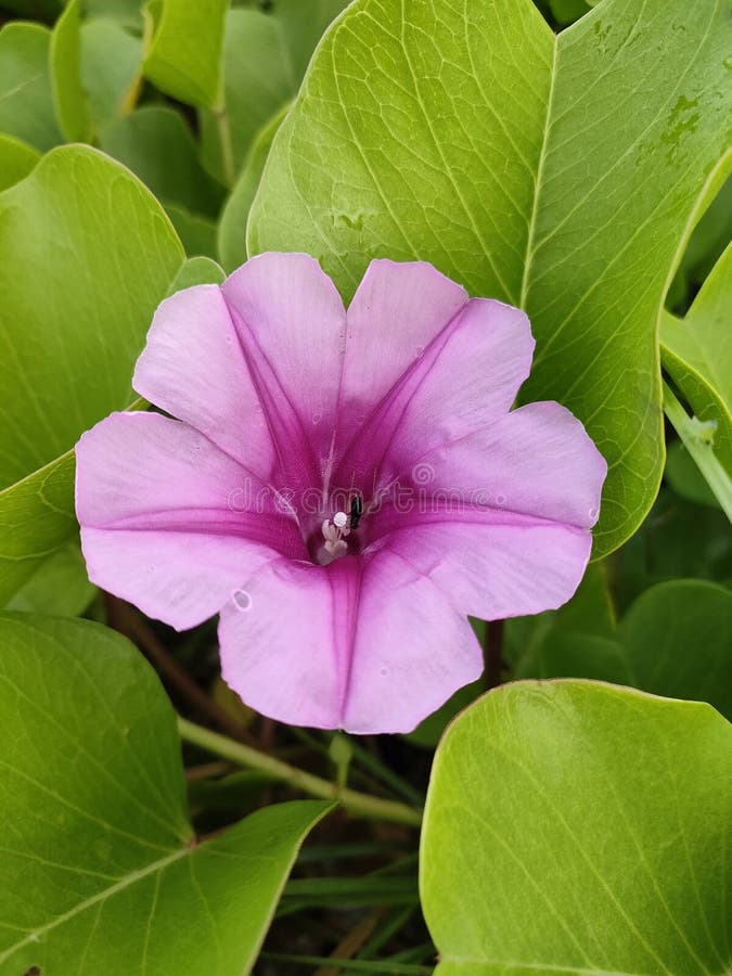 The Beauty of Ipomoea Pes-caprae Stock Image - Image of caprae, ipomoea ...