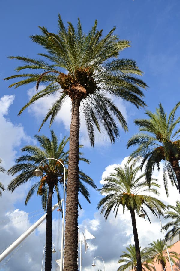 Beauty italy with palms stock photo. Image of milano - 154629520