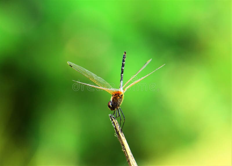 Beauty on its back stock photo. Image of back, beautiful - 101149376