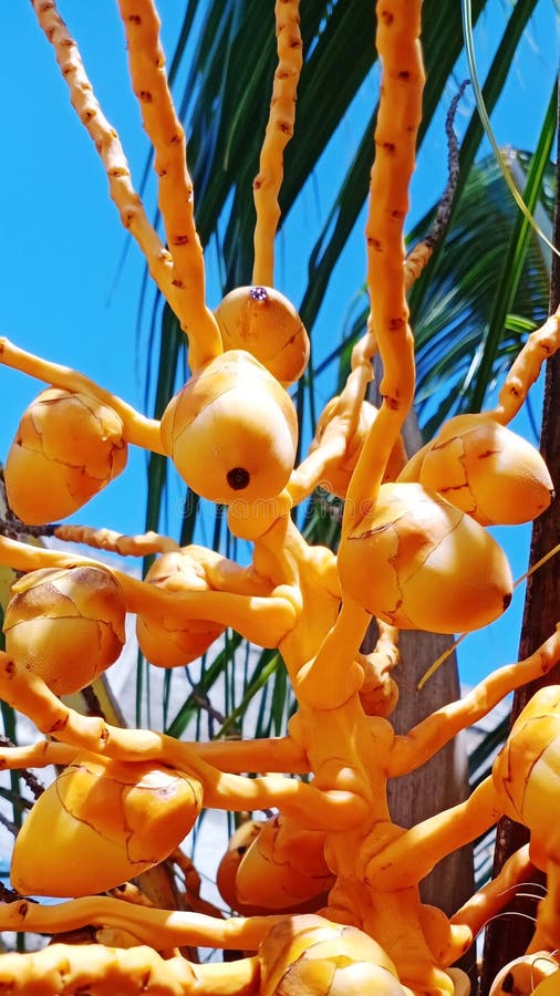 Ivory Coconut Tree with Ripe Yellow Fruit Stock Photo - Image of yellow ...