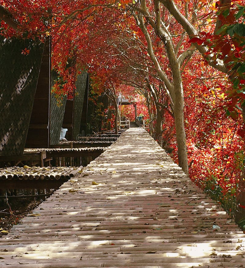 The Beauty of Jakarta at Mangrove Park Stock Image - Image of leaf ...
