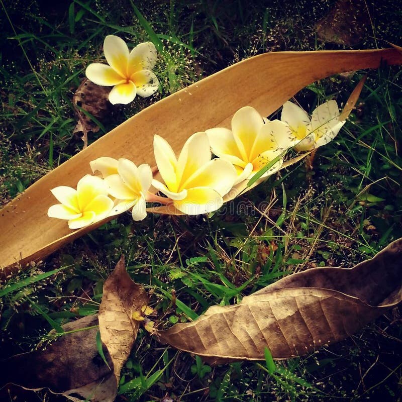 The Beauty of Jepun Balinese Flowers Stock Image - Image of jepun ...