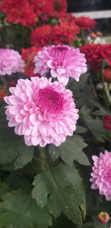 Chrysantheflower Stock Photos - Free & Royalty-Free Stock Photos from ...