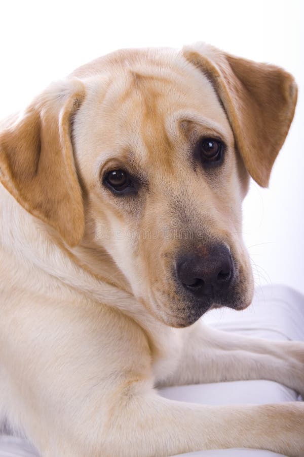 Beauty labrador stock image. Image of human, people, puppy - 7578073