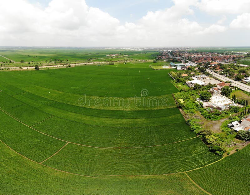 LANDSCAPE of GREEN RICE FIELD in JAVA, INDONESIA Stock Image - Image of ...