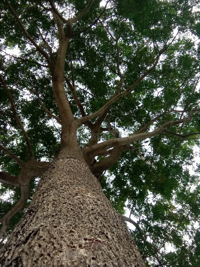 The Beauty of a Large and Beautiful Tree in the Forest Stock Photo ...