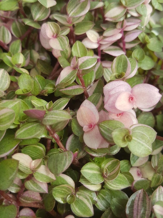 The Beauty of Leaf Patterns Stock Image - Image of blossom, flower ...