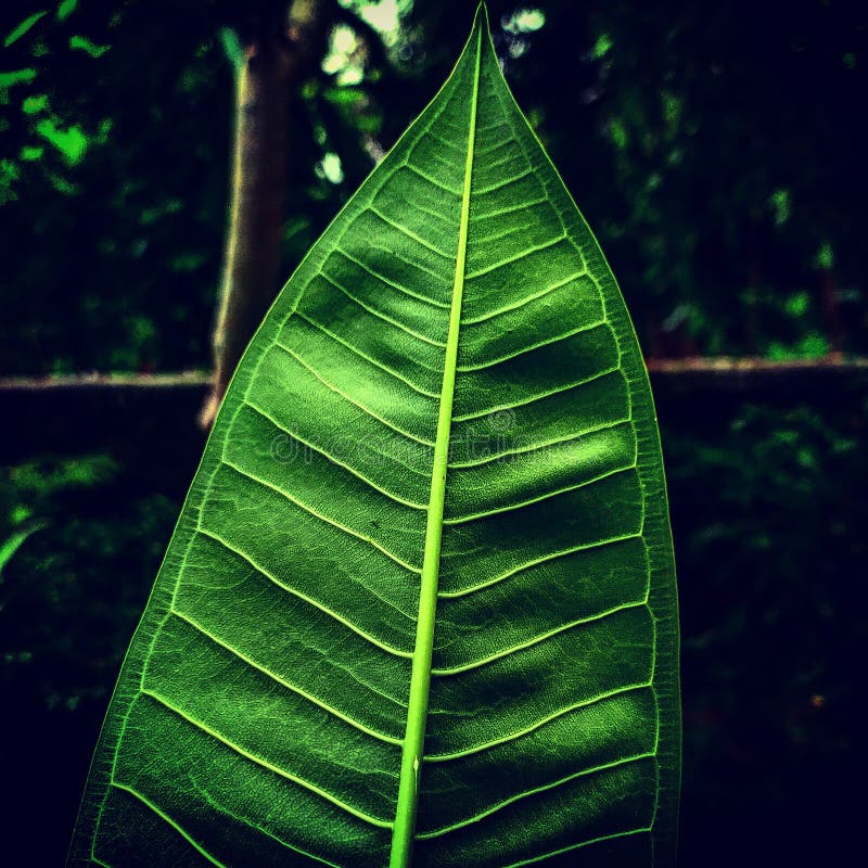 The beauty of leaves. stock photo. Image of beauty, colored - 82266894