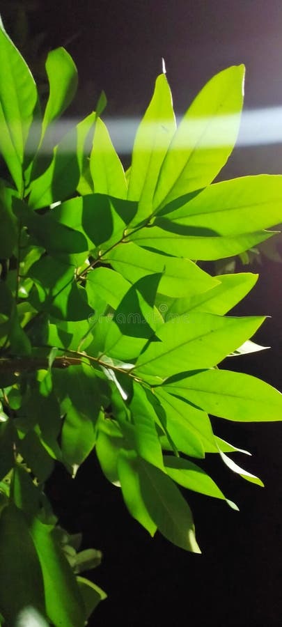 The beauty of leaves. stock photo. Image of beauty, colored - 82266894