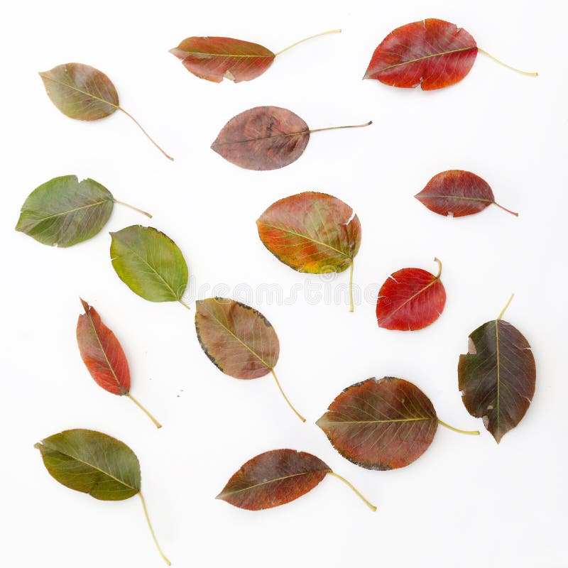 The beauty of leaves stock photo. Image of october, seamless - 45575260
