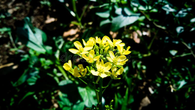 The Beauty of Lettuce Flowers Stock Photo - Image of leaf, gardening ...