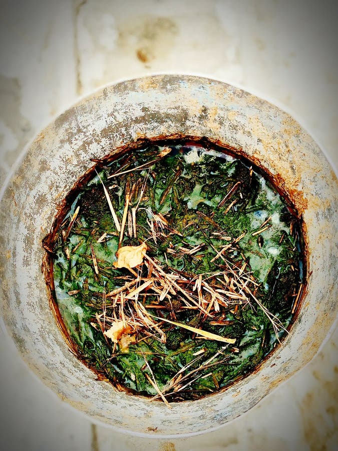 Beauty of Lichens with Unique Taste and Indian Look Stock Photo - Image ...