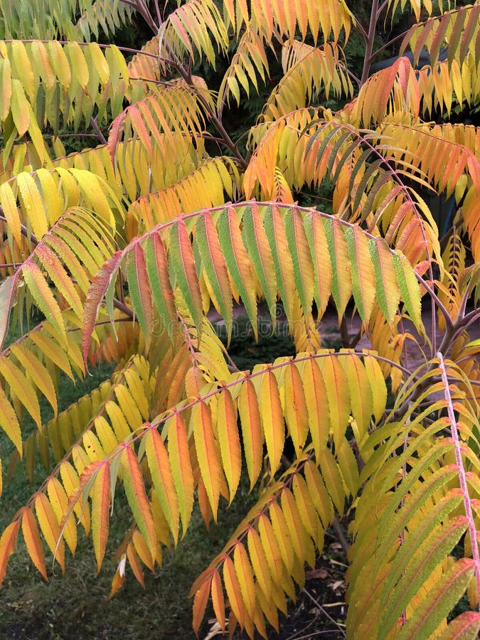 Beauty of life stock photo. Image of branch, wild, depicting - 129583198