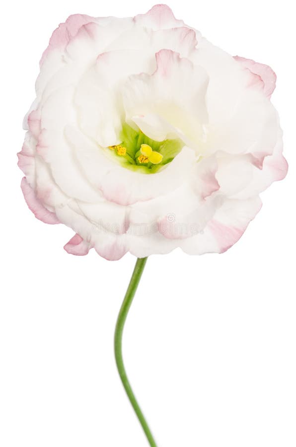 Beauty Light Pink Flower. Eustoma Stock Photo - Image of close, nature ...