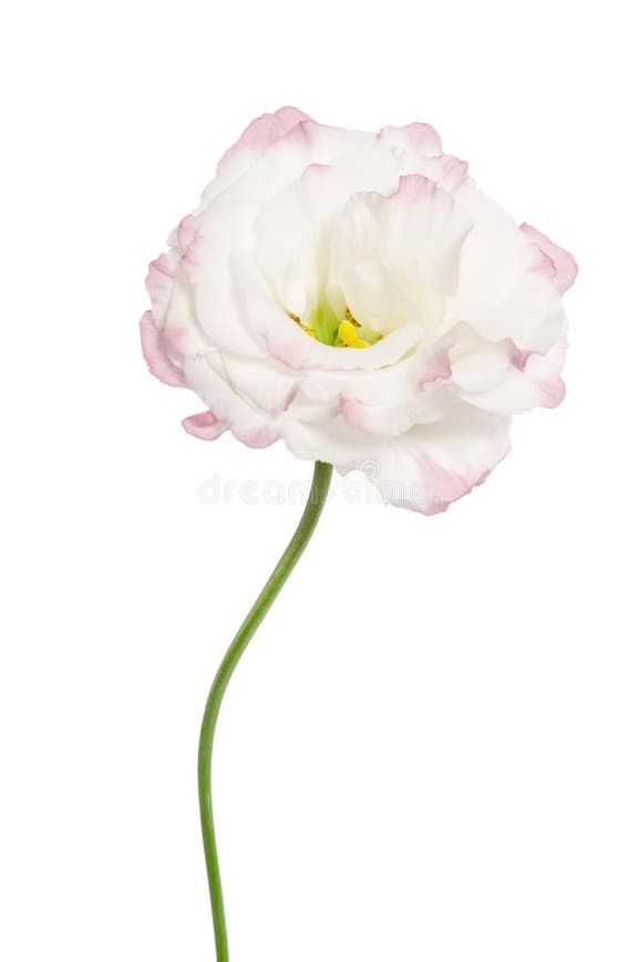 Beauty Light Pink Flower. Eustoma Stock Image - Image of macro, eustoma ...