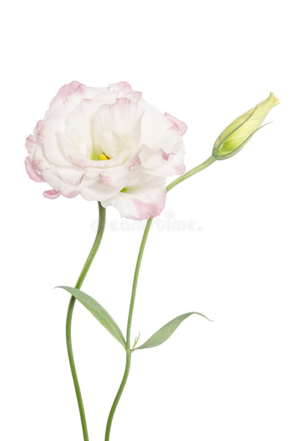 Beauty light pink flower stock image. Image of isolated - 67911963