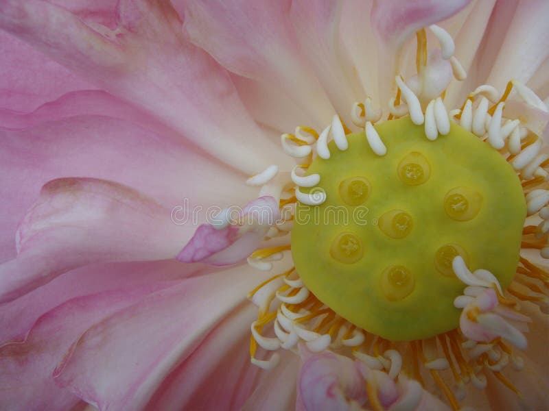 Beauty lotus stock photo. Image of light, yellow, summer - 69892770