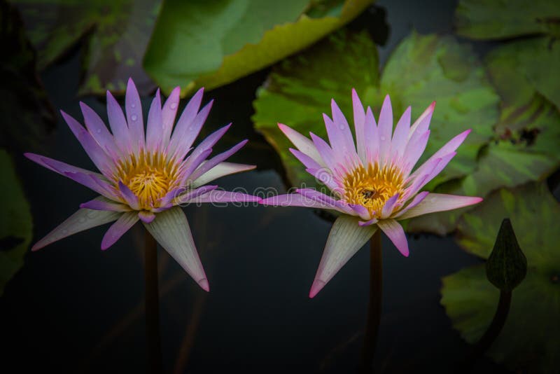 Beauty of the lotus stock photo. Image of natural, color - 95942582