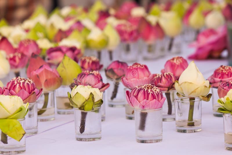 Beauty of lotus stock image. Image of buddha, asia, decoration - 32384001