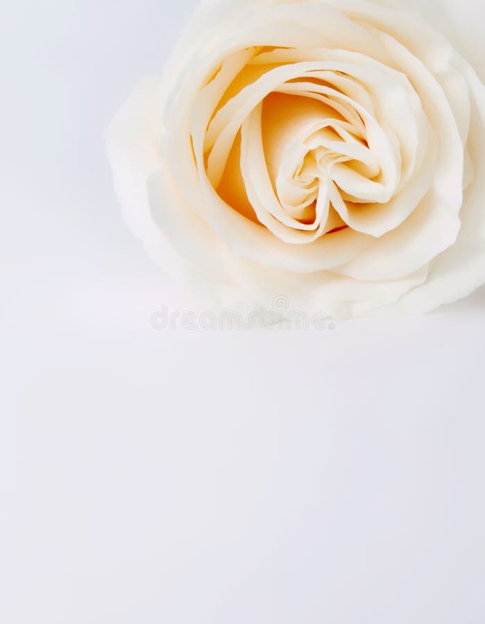 White rose background stock photo. Image of cover, celebration - 14083710