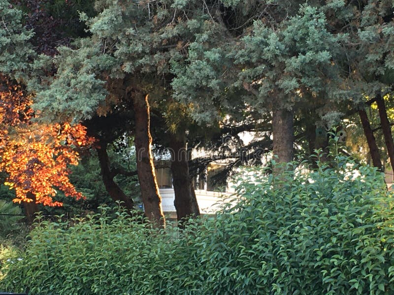 Trees stock photo. Image of beauty, magic, trees, orange - 189261332