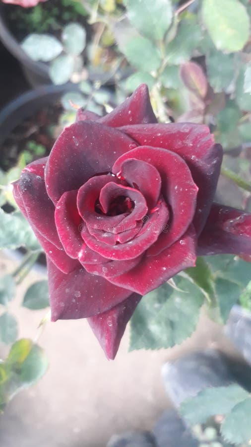Beauty of Maroon Rose in Home Garden Stock Image - Image of rose, home ...