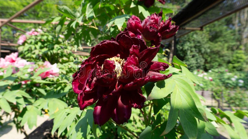 The Beauty of Maroon Tree Peonies in the Sunlight Stock Image - Image ...