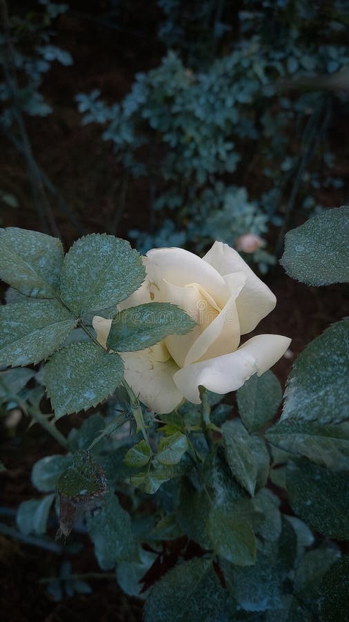 The Beauty of a Medium White Rose with Beautiful Flower Petals Stock ...