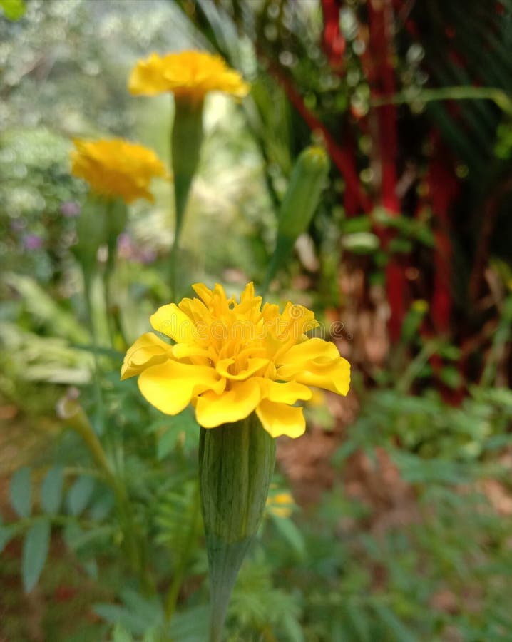 Beauty of a Merigold Flower Stock Photo - Image of garden, merigold ...