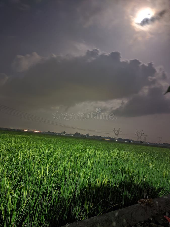 The Beauty of the Moon in the Middle of the Rice Fields at Night Stock ...