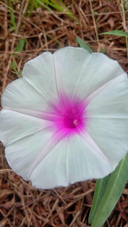 Beauty of Morning Glory Flower or Ipomoea Flower Stock Image - Image of ...