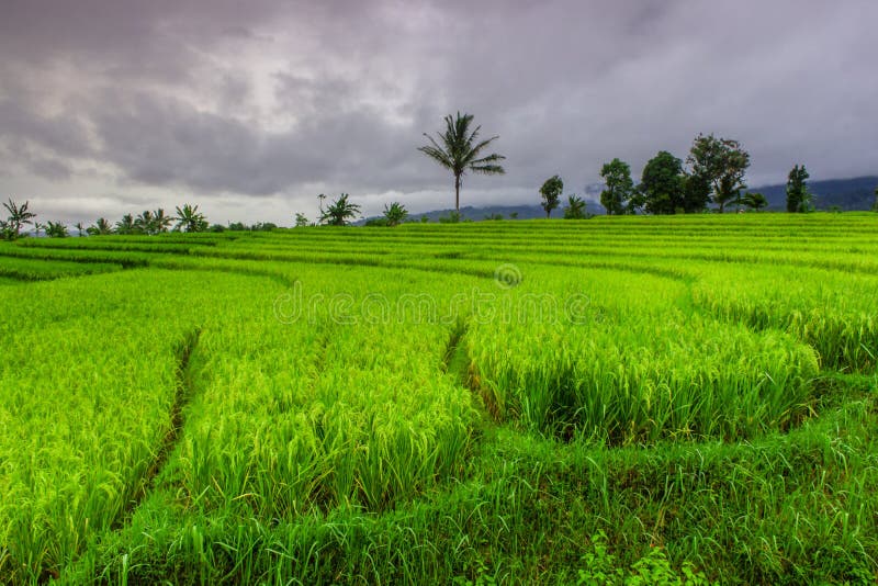 The Beauty of the Morning Sunrise at Rice Fields Reflection Stock Photo ...